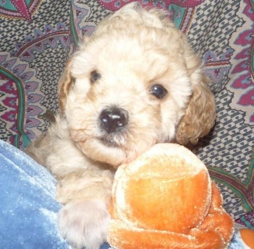 Caniches mini toy!! el que estás buscando!! en Capital Federal ...